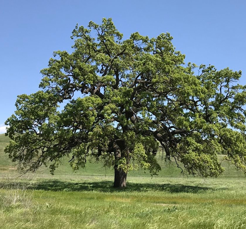 Oak Habitat Recovery – surcp.org
